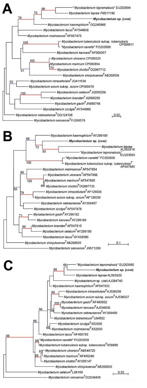 Mycobacterium Types