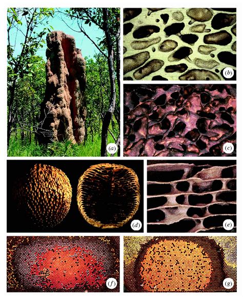 figure 1 from the formation of spatial patterns in social insects from