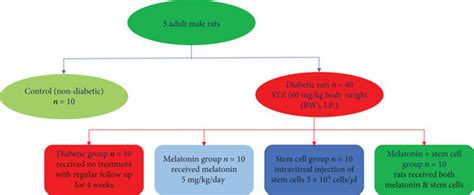 A Rat Grouping B Experimental Design Shows The Protocol Of Download Scientific Diagram