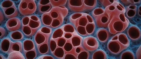 Premium Photo Microscopic View Of Clusters Of Chondrocytes In Defined Round Cavities