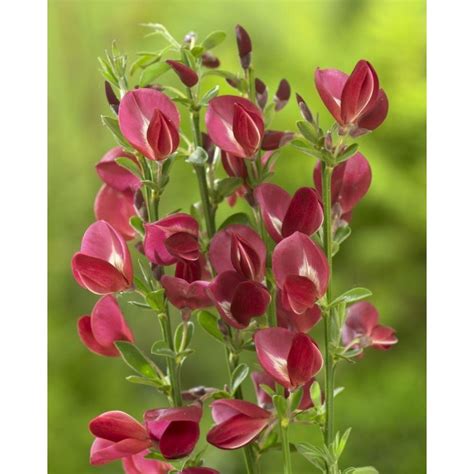 Cytisus Boskoop Ruby Broom Large