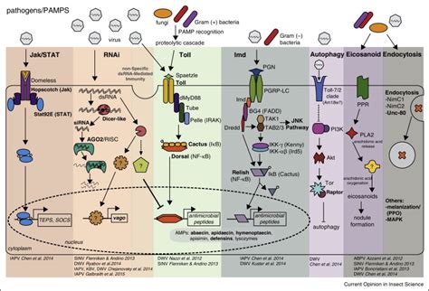 Honey Bee Immune Pathwayshighlighting Genes Implicated In Antiviral Download Scientific