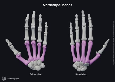 Metacarpal Bones Media Library Anatomy App Learn Anatomy 3d Models Articles And Quizzes