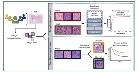 文献速递：深度学习乳腺癌诊断 使用深度学习改善乳腺癌组织学分级 Csdn博客