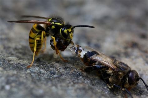 Wasps Vs Bees What Are The Differences And Similarities AJN News