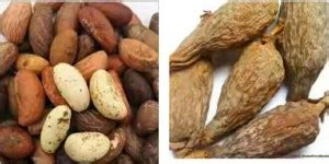 Benefits Of Eating Bitter Kola And Alligator Pepper Together Nigerian