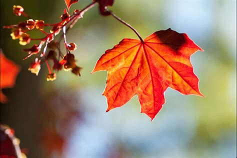 Download Colorful Fall Maple Leaf