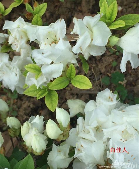 杜鹃花白佳人 白鹃花 百年鹃花 第2页 大山谷图库