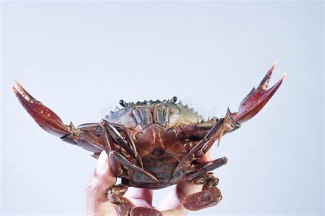 A Fisherman Holding A Female Mud Crab Raising Its Claws Upside Down To