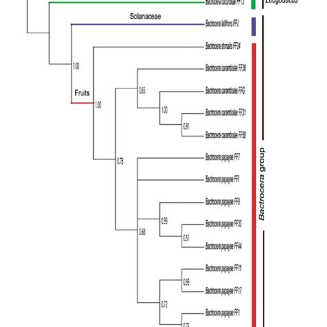 Bayesian Tree Resulted From Bi Analysis Of Combined Data Of Coi And