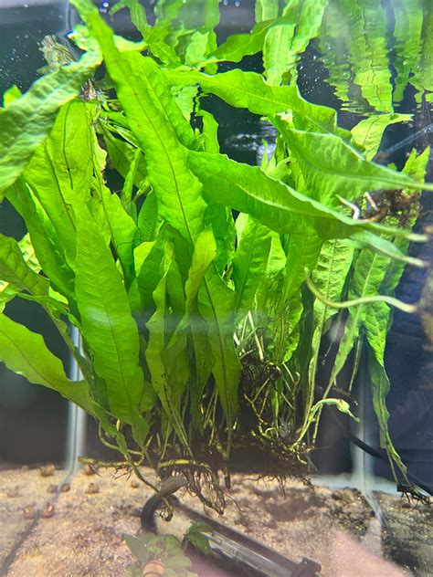 Java Fern Small World Aquatics