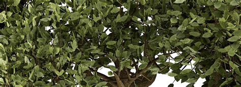 Lush Green Summer Tree And Vibrant Flippednormals
