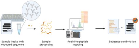 peptide mapping antibody analysis sequence confirmation