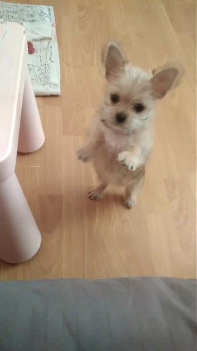 Малыш Тоби прыгает на задних лапках Youtube