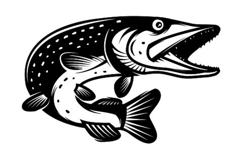 흑백 스타일의 파이크 물고기 그림 흰색 배경에 분리된 파이크 물고기 노던파이크에 대한 스톡 벡터 아트 및 기타 이미지 노던