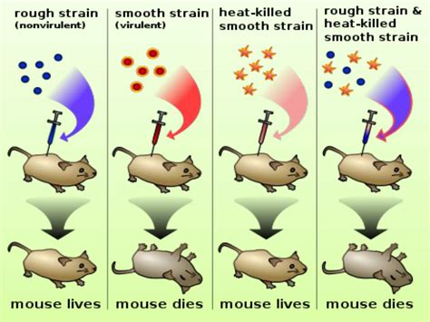 Transforming Principle Pptxpresentation Pdf Genetics Science