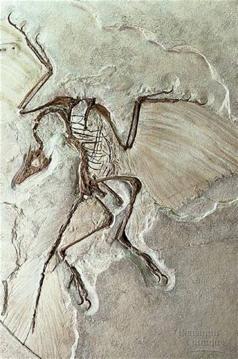 Archaeopteryx Fossils