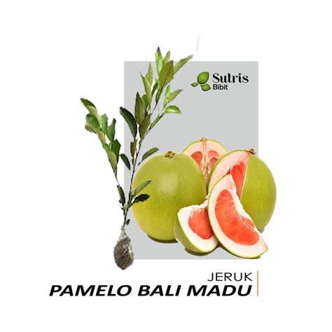 Jual Bibit Tanaman Buah Jeruk Pamelo Pamelo Bali Madu Shopee Indonesia