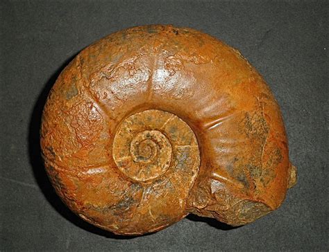 Ammonite Member Collections The Fossil Forum