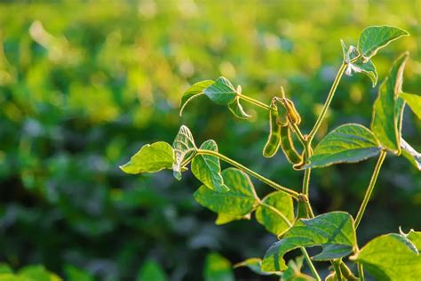 Удобрения для сои