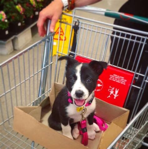 Dogs In Bunnnings Shopping Trolleys Is Our New Favourite Thing Metro News