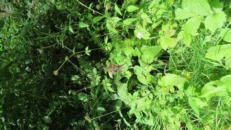 071 Bug Woman Adventures In London