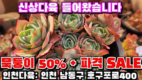 인천다육 묵둥이 SALE 신상다육이 파격가세일 인천 남동구 호구포로 YouTube