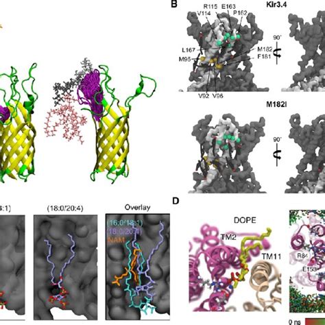 Protein−lipid Interactions Revealed By Md Simulations A Interactions