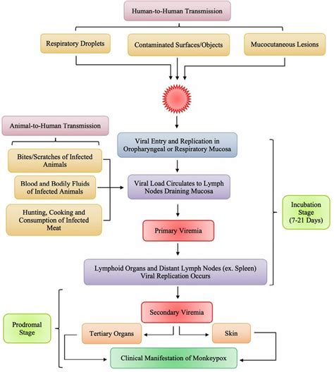 Infection From Human To Human Its Pathogenesis 17 Download Scientific Diagram
