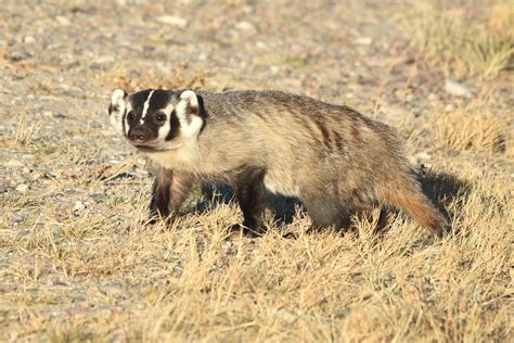 Definitive Guide To American Badger Facts Habitat Conservation Status