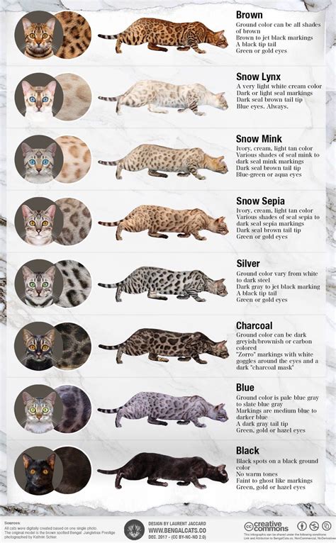 Bengal Cat Colors Royal Bengal Cattery Bengal Cats And Kittens