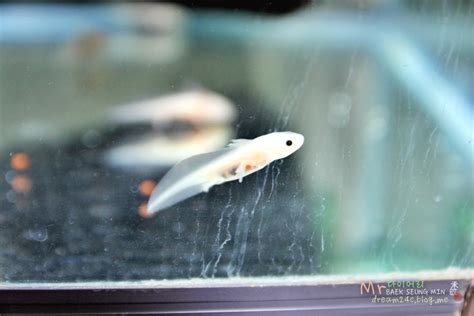 우파루파 분양 받아 키우기 도전~ 우파루파 사육 초기 셋팅 네이버 블로그