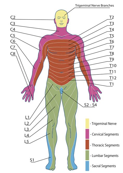 Dermatomes Cervical Lumbar Sacral Herniated Disc Anatomy Porn Sex