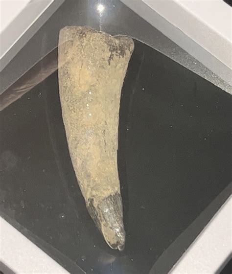 Sperm Whale Tooth Fossil R Paleontology