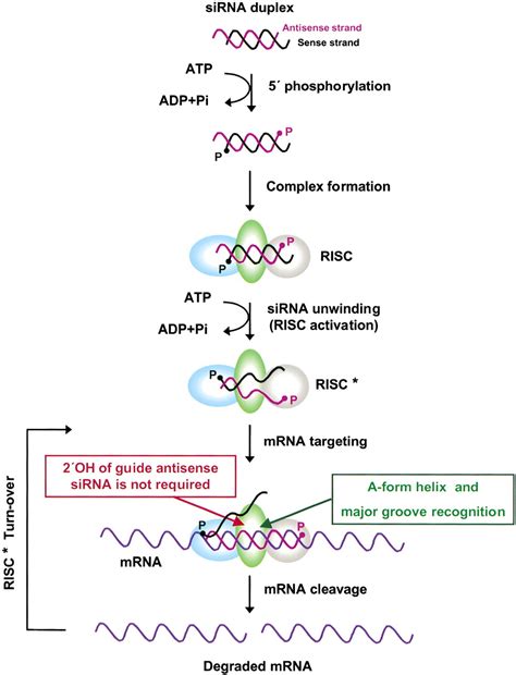 Sirna Function In Rnai A Chemical Modification Analysis