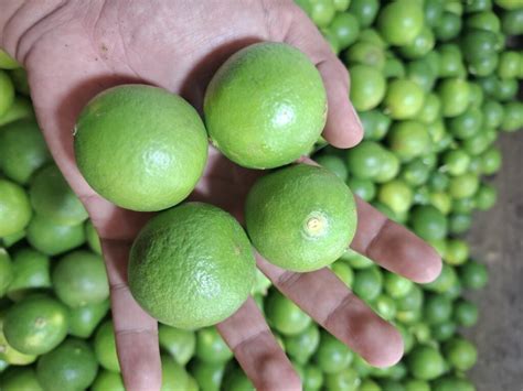 Manfaat Rahasia Jeruk Nipis Segar Yang Jarang Diketahui