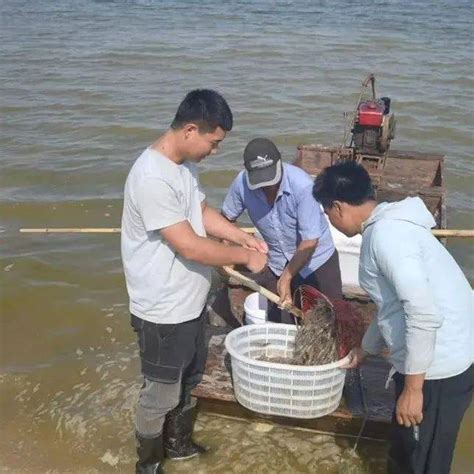 千亩养虾区迎来第一期收货季对虾60万斤年产值约1200余万元 水产 三分区 养殖业