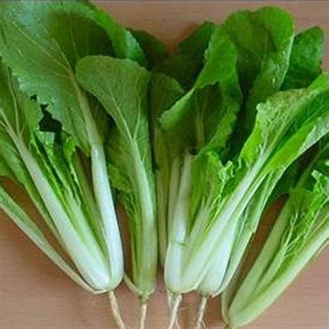 小白菜苗图片 菜苗图片 伤感说说吧