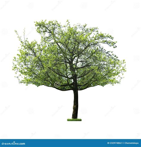Beautiful Tree With Green Leaves Isolated On White Stock Photo Image Of Planting Tree 232974862