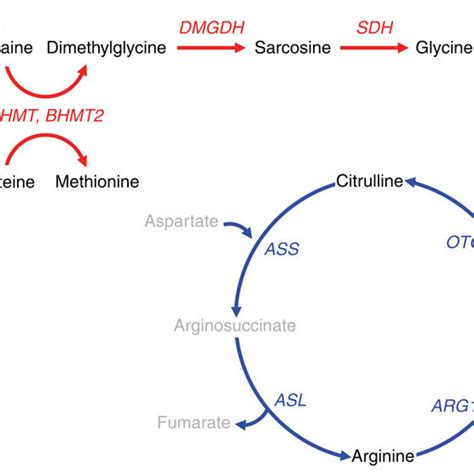 The Genes And Intermediates Of The Pathway Linking Choline Metabolism Download Scientific