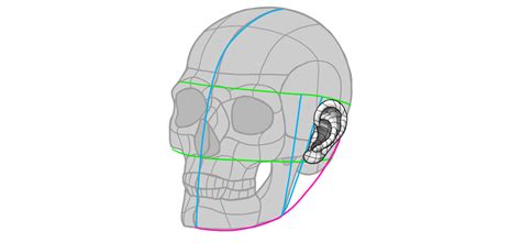 How To Draw Ears Envato Tuts
