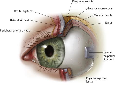 Orbital Septum Of Eyelid
