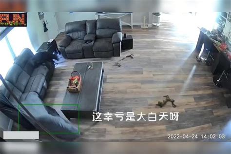 听到主人停车，小狗赶紧从沙发下来，一不小心让人笑晕了 沙发 小狗 主人