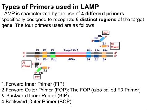 Loop Mediated Isothermal Amplification Pptx