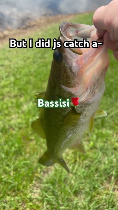 Bassisi🔥 Fishing Youtube
