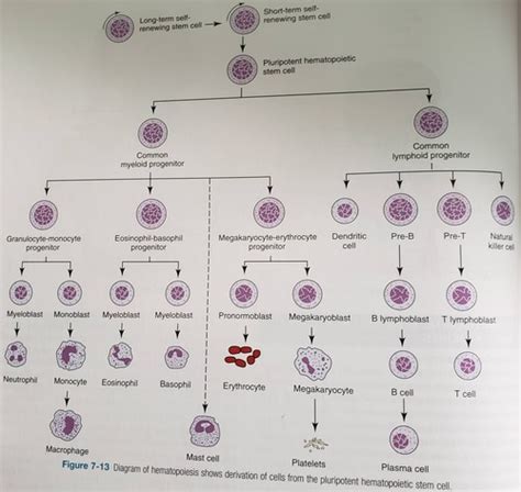 Hematopoiesis Chart Flashcards Quizlet