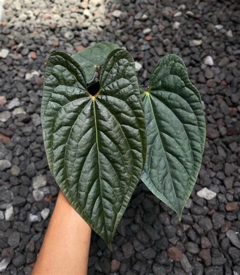 JAVA EXOTIC PLANT Java Exotic Plant