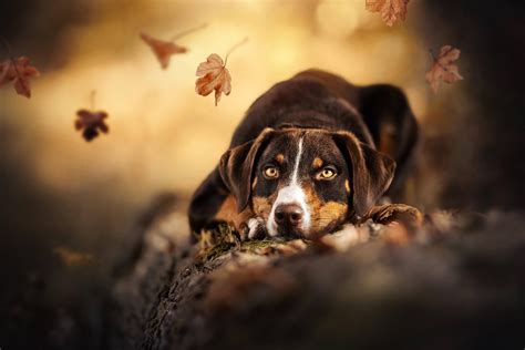 Cute Dog 4k Wallpapers Top Free Cute Dog 4k Backgrounds Wallpaperaccess