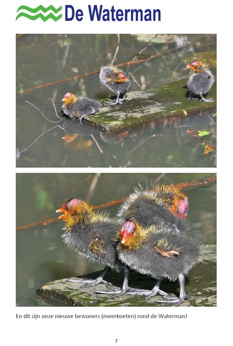 Nieuwsbrief Mei Zwembad De Waterman