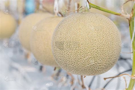 温室里的哈密瓜